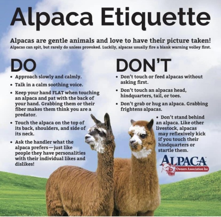 Alpaca Experiences | Alpaca farm Cadbury Alpacas